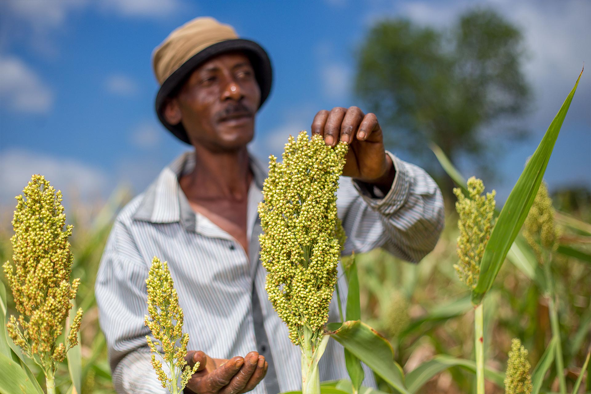 Feed the Future Striga Smart Sorghum for Africa