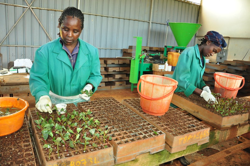 The Tree Biotechnology Project | ISAAA - AFRICENTER