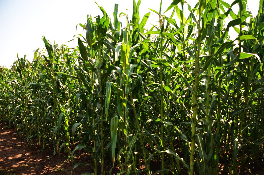 Tanzania Plants its First GMO Field Trial | ISAAA - AFRICENTER